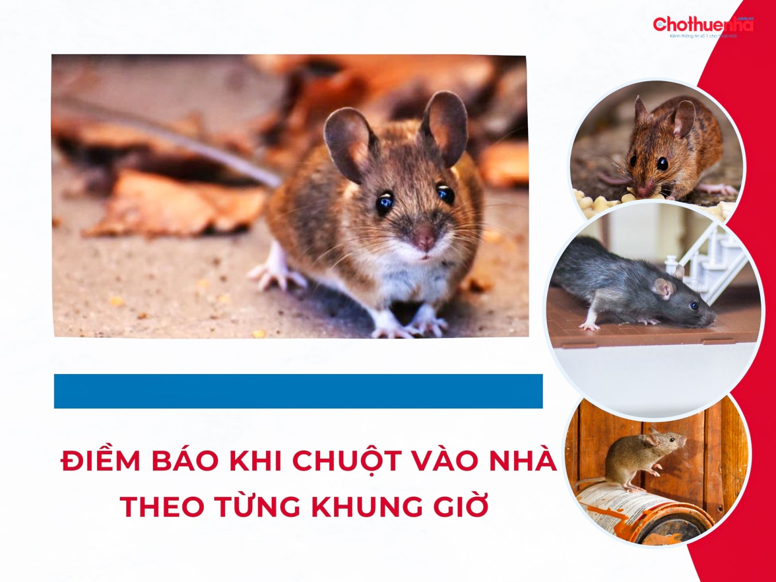 Chuột vào nhà là điềm gì? Giải mã điềm báo và mẹo đuổi chuột hiệu quả